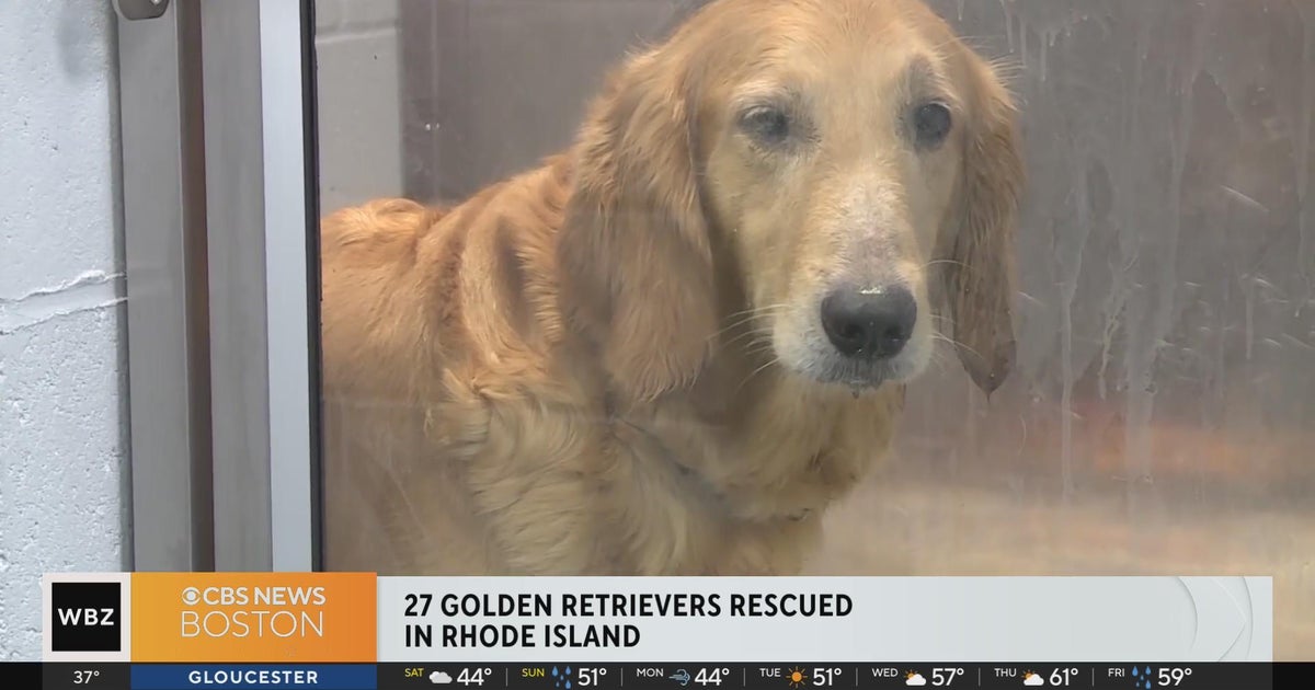 27 golden retrievers rescued from "horrendous" conditions at Rhode ...