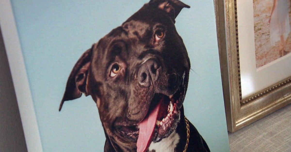 "Pooch Playoffs" aims to crown cutest dog west of Boston - CBS Boston