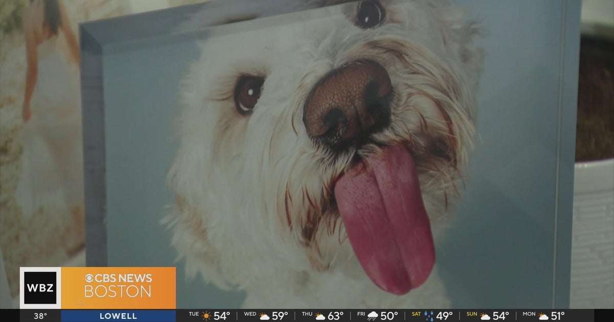 Massachusetts photographer trying to find cutest dog during "Pooch ...