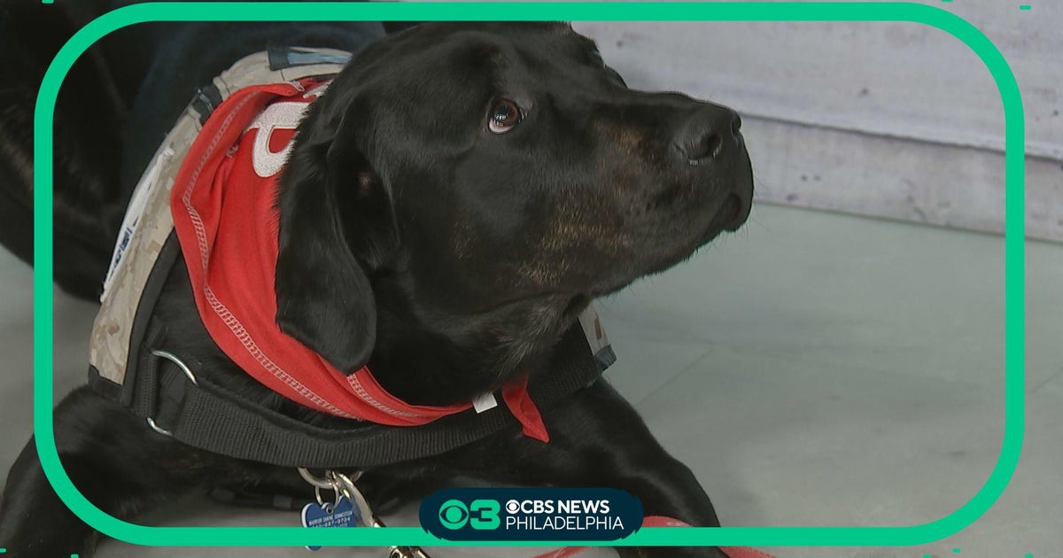 Catching up with Philadelphia Phillies service dog Major - CBS Philadelphia