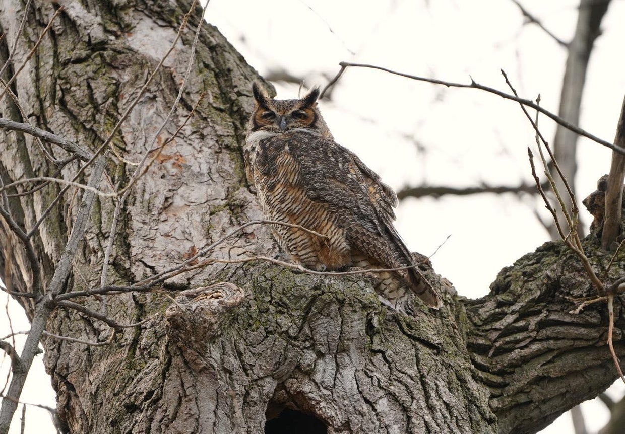 Lincoln Park neighbors getting a hoot out of Chicago's owls - CBS Chicago