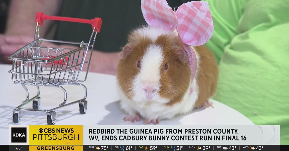 Local blind guinea pig ends run in Cadbury Bunny Contest - CBS Pittsburgh