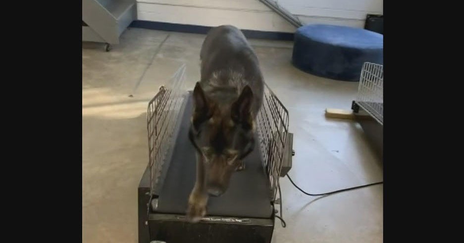 Lake County Sheriff shares video showing recovery progress of K9 Dax ...