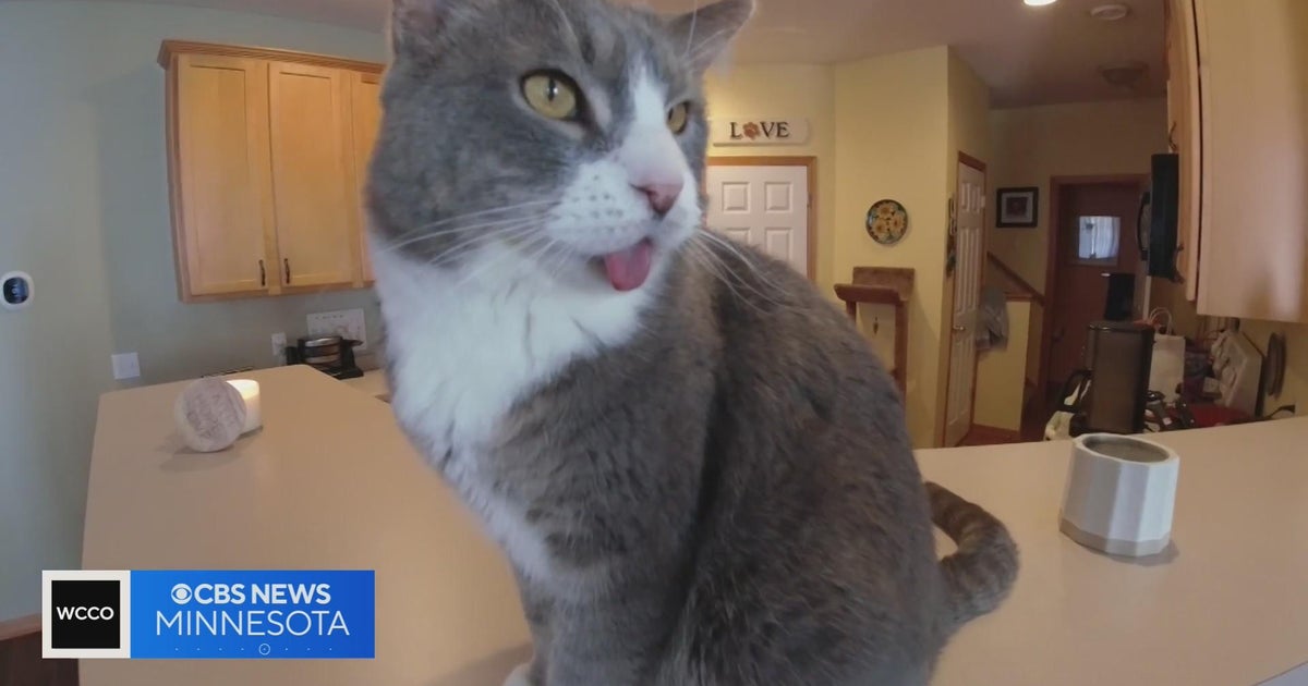 Hercules the cat was found at death’s door. Now he’s a Target model ...