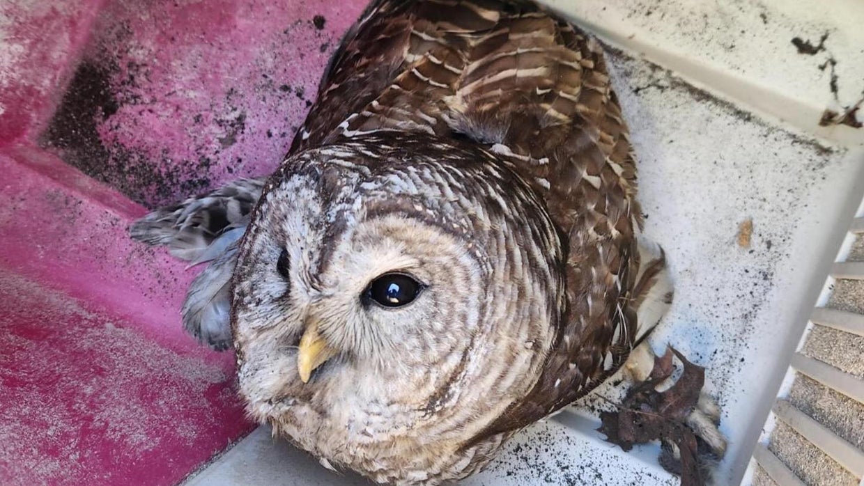 2 barred owls rescued after getting stuck in Plymouth chimney - CBS Boston