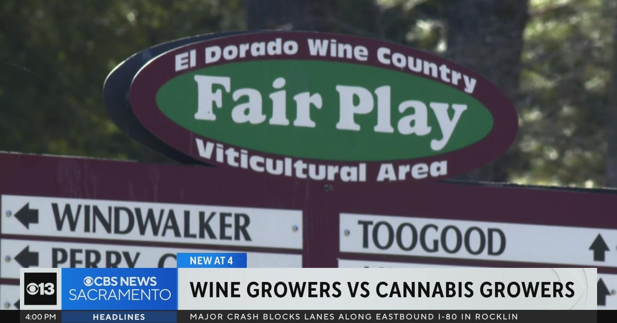 Wine growers combat with cannabis growers in El Dorado County - CBS ...