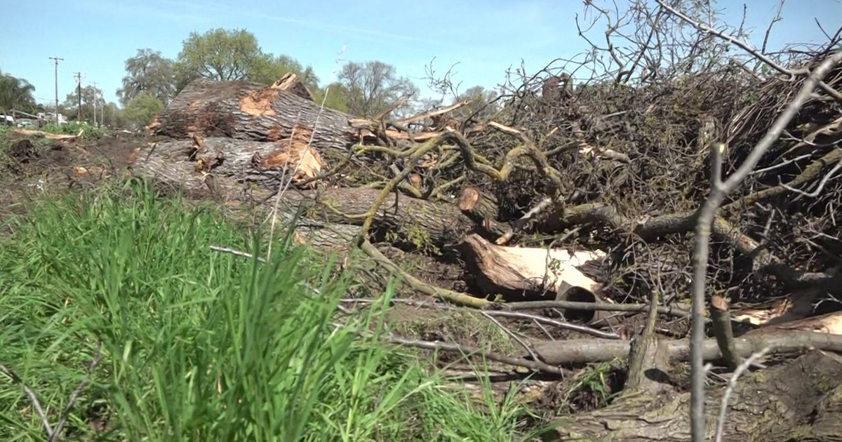 Historic oak trees chopped down in Sacramento delta community: "A sad ...
