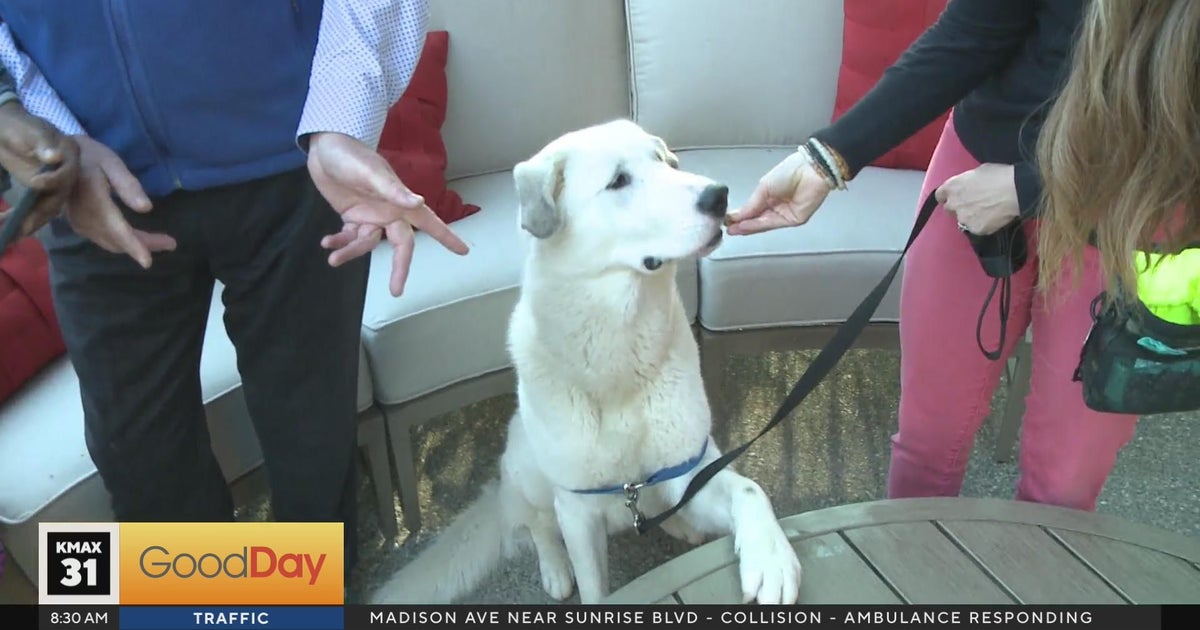 Sacramento SPCA Pet of the Week - meet - Good Day Sacramento