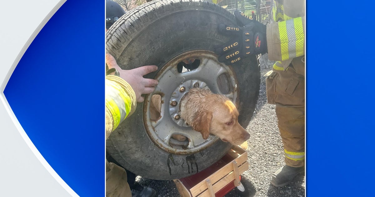 Dog rescued after getting head stuck in tire rim - CBS New York