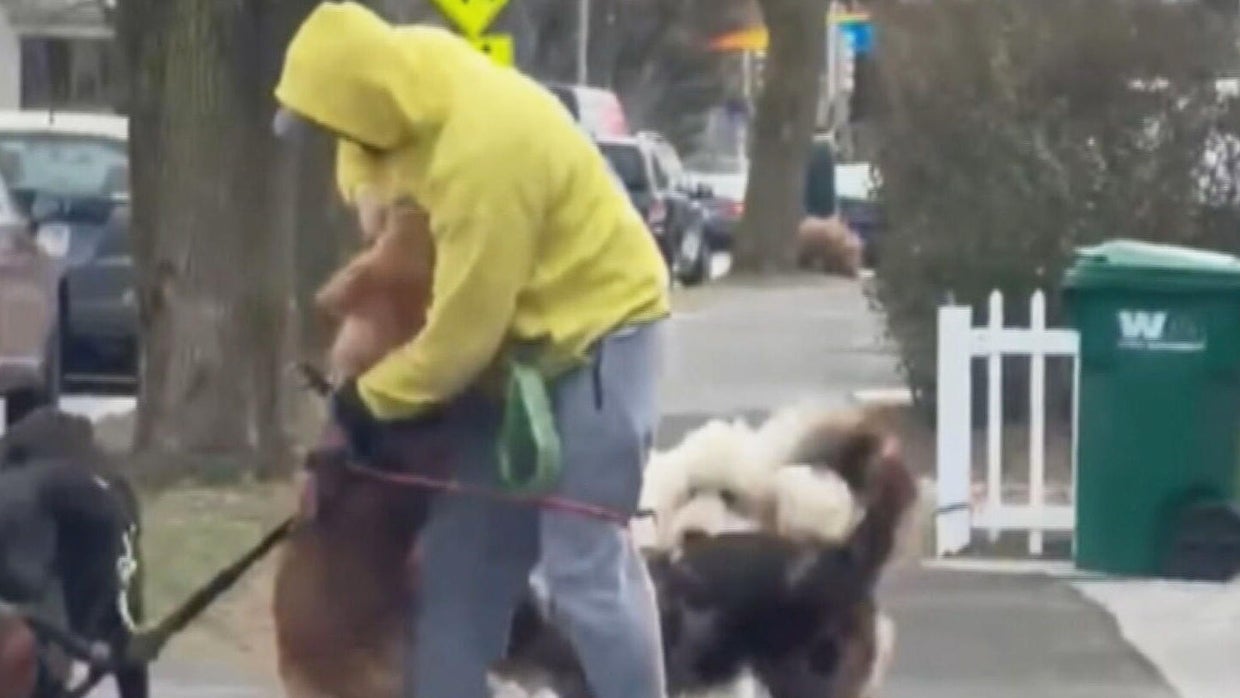 Dog walker charged with animal cruelty after video shown to Medford ...