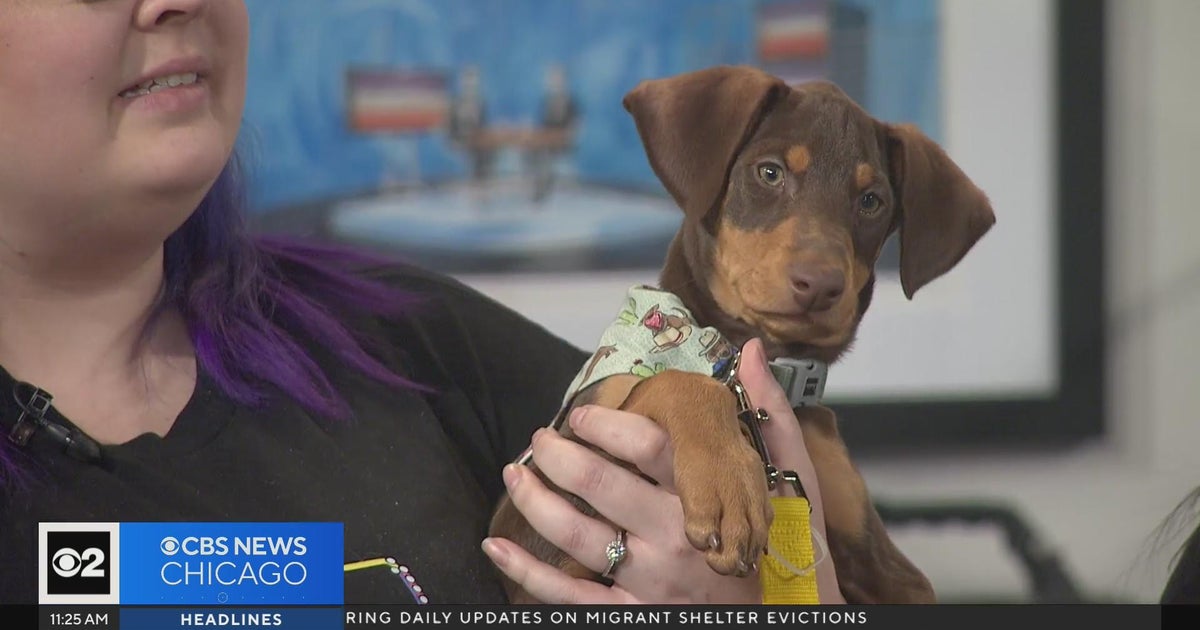 Pet Rescue Spotlight: Chicago Rescue Authority - CBS Chicago