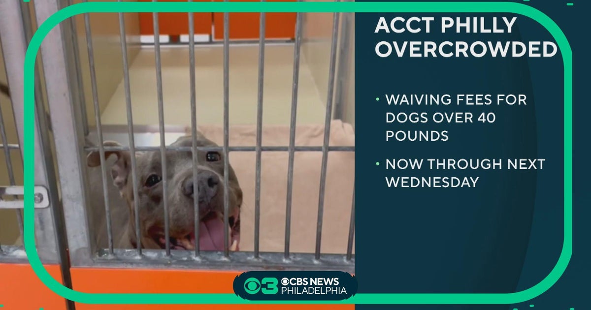 ACCT Philly overcrowded, waiving fees for dogs over 40 lbs. - CBS ...