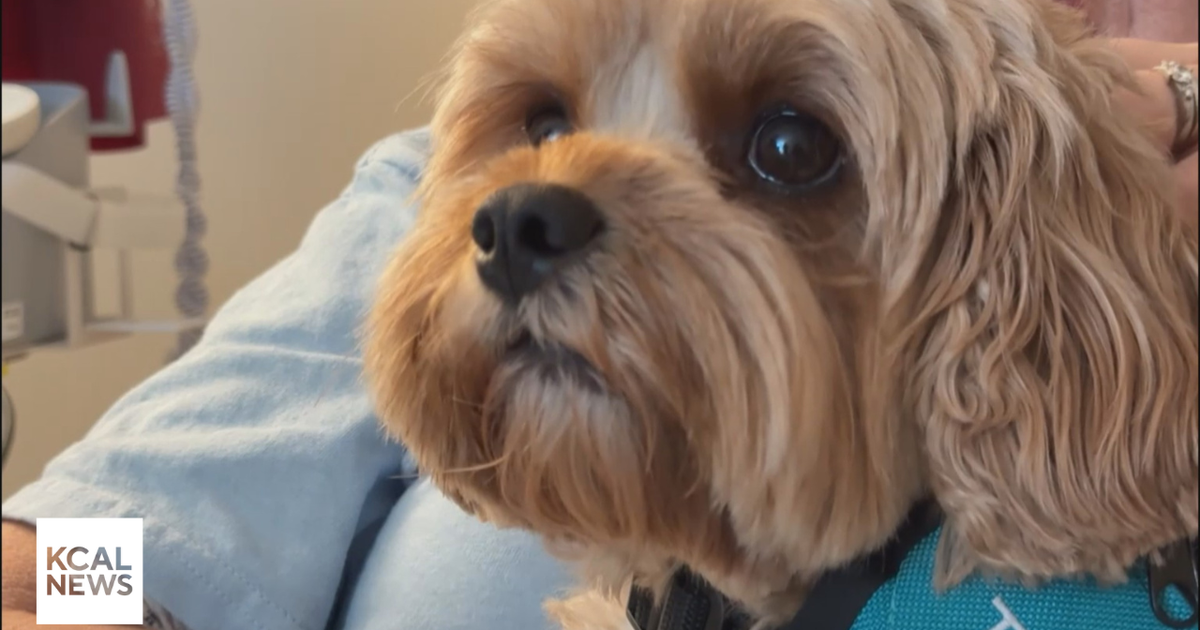 Therapy dog helps cancer patients heal, one visit at a time - CBS Los ...