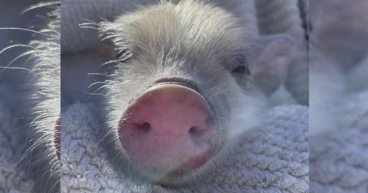 Minor league baseball mascot pig named, "Ozempig," to offense of some ...