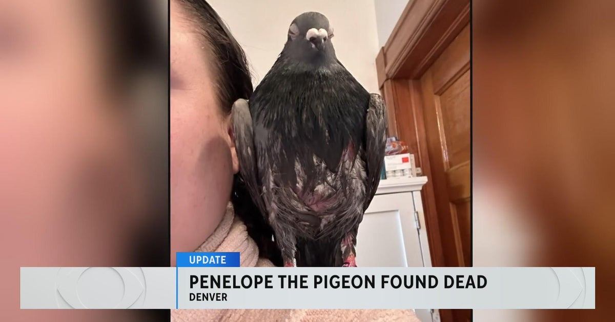Penelope the pigeon found dead - CBS Colorado