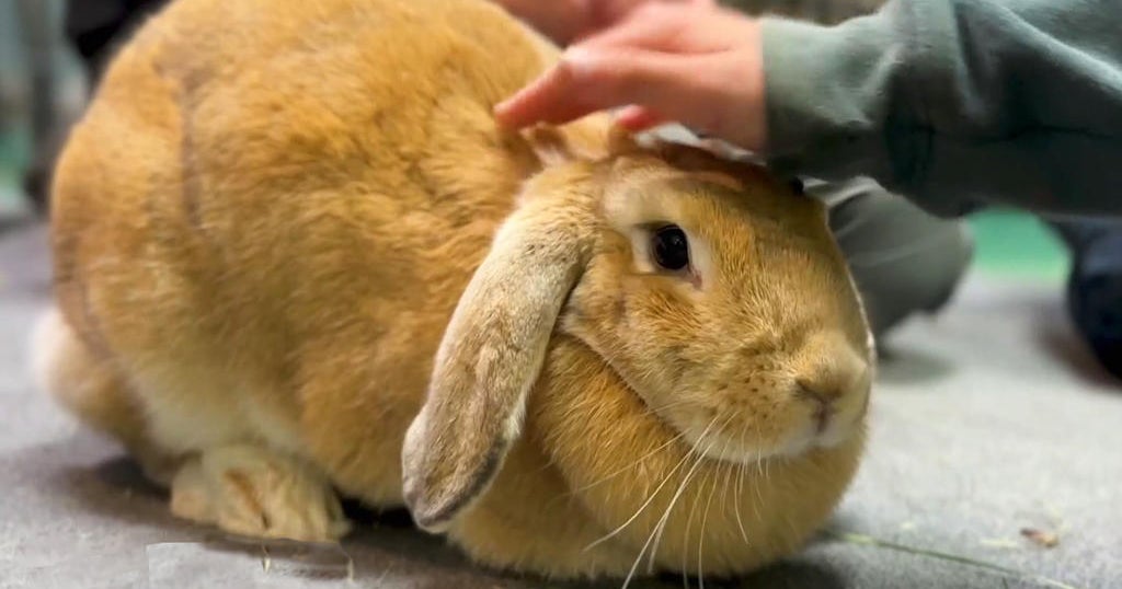 Animal shelters implore parents to rethink adopting pet bunnies at ...