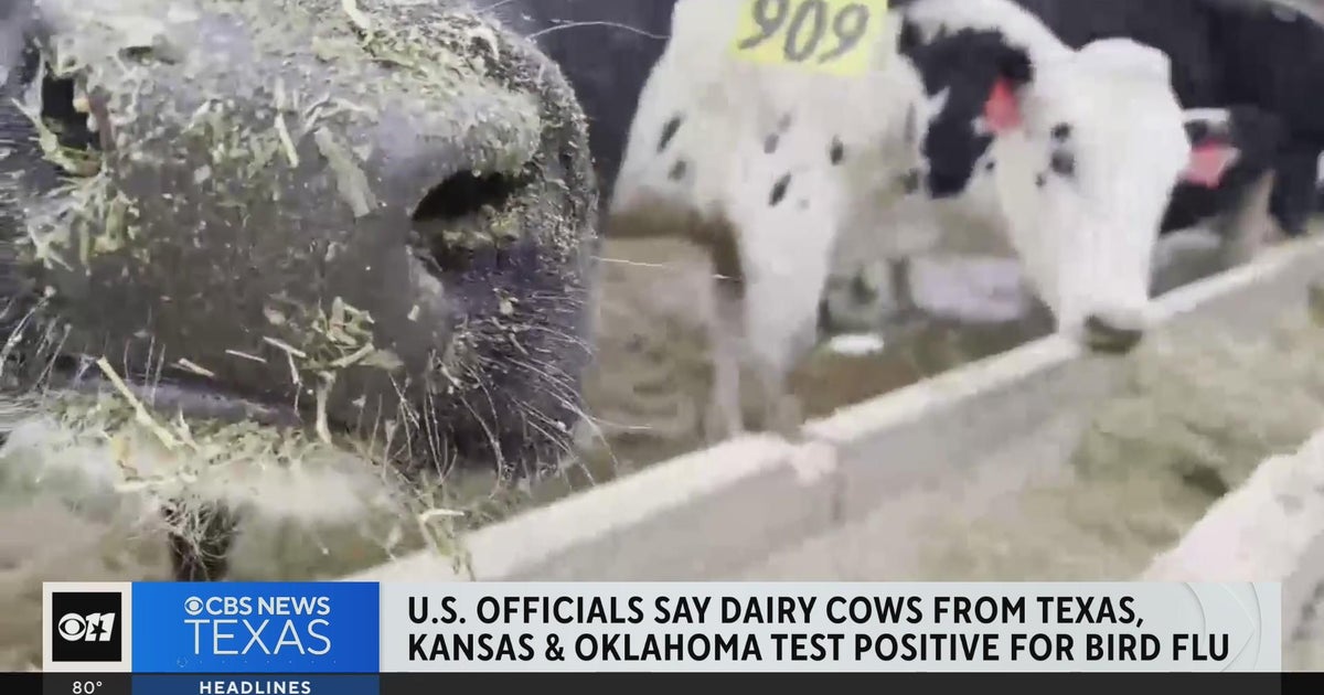 Rare human case of bird flu contracted in Texas following contact with ...