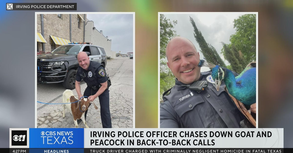 Not an April Fools' joke, officer responds to two runaway animal calls ...