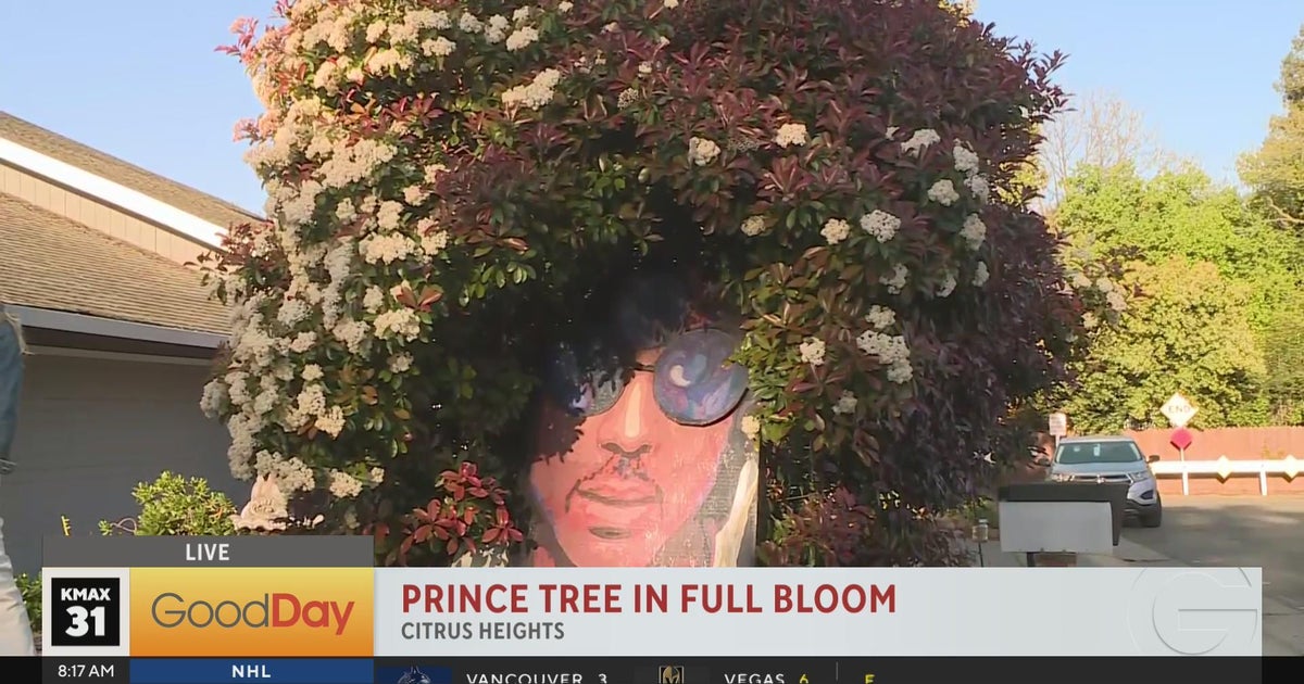 "Prince Tree" in Citrus Heights - Good Day Sacramento