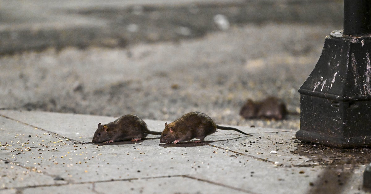 National rat summit coming to New York City in the fall. Here's what it ...