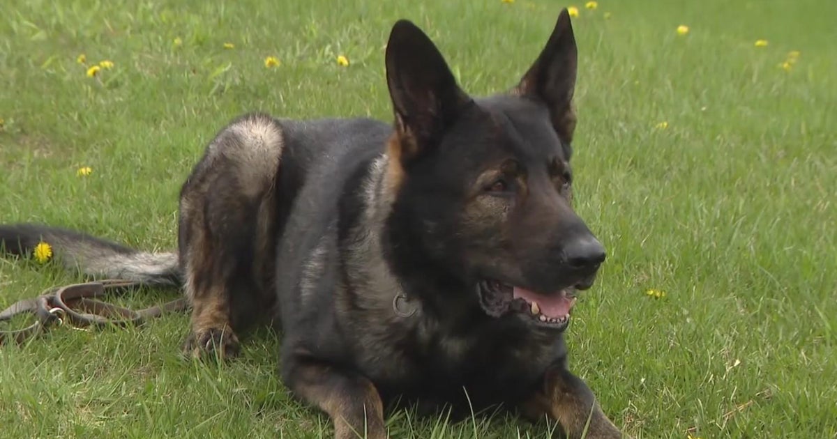 Lake Co. K9 Officer Dax retires - CBS Chicago