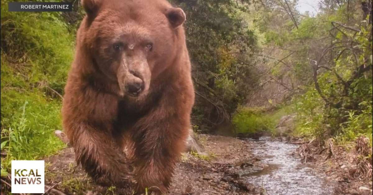"Wildlife on the Edge" documentary makes the animals in Southern ...