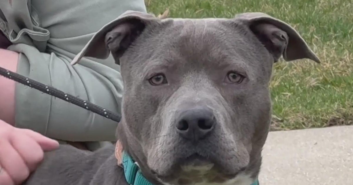 Meet Deeder and Jefferson for this week's Furry Fridays - CBS Detroit