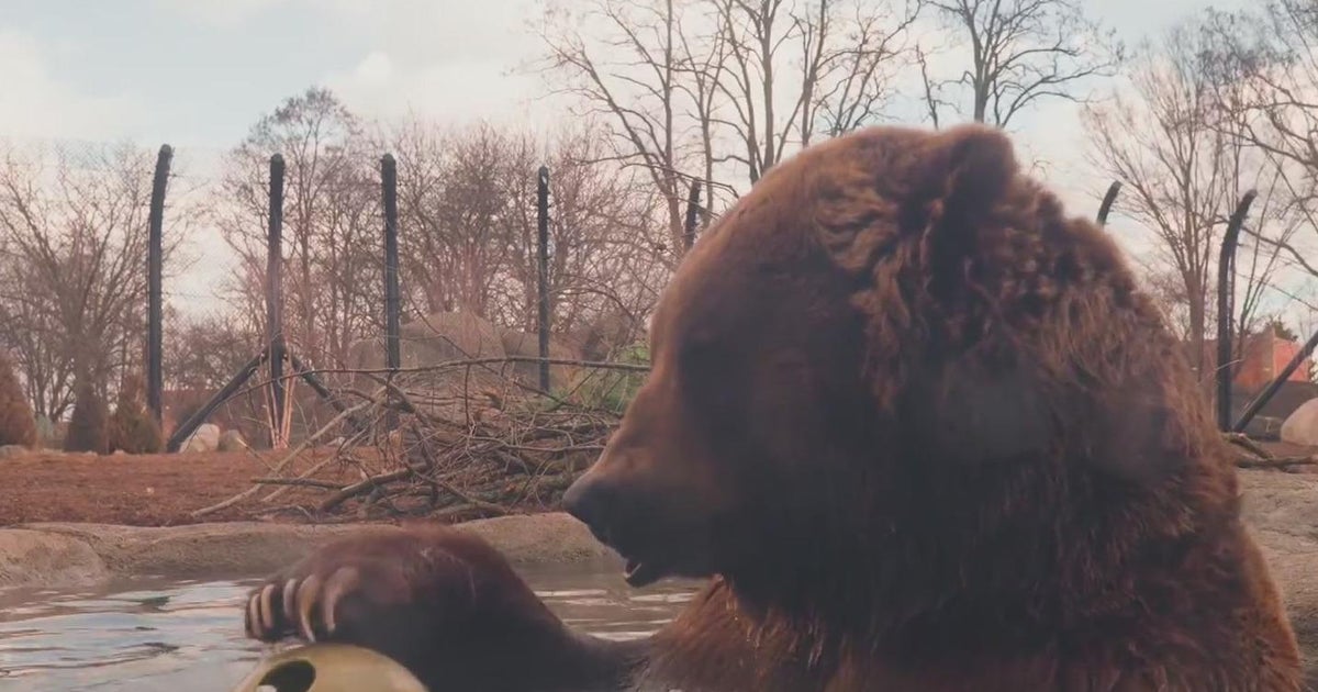 How solar eclipses can impact animals - CBS Detroit