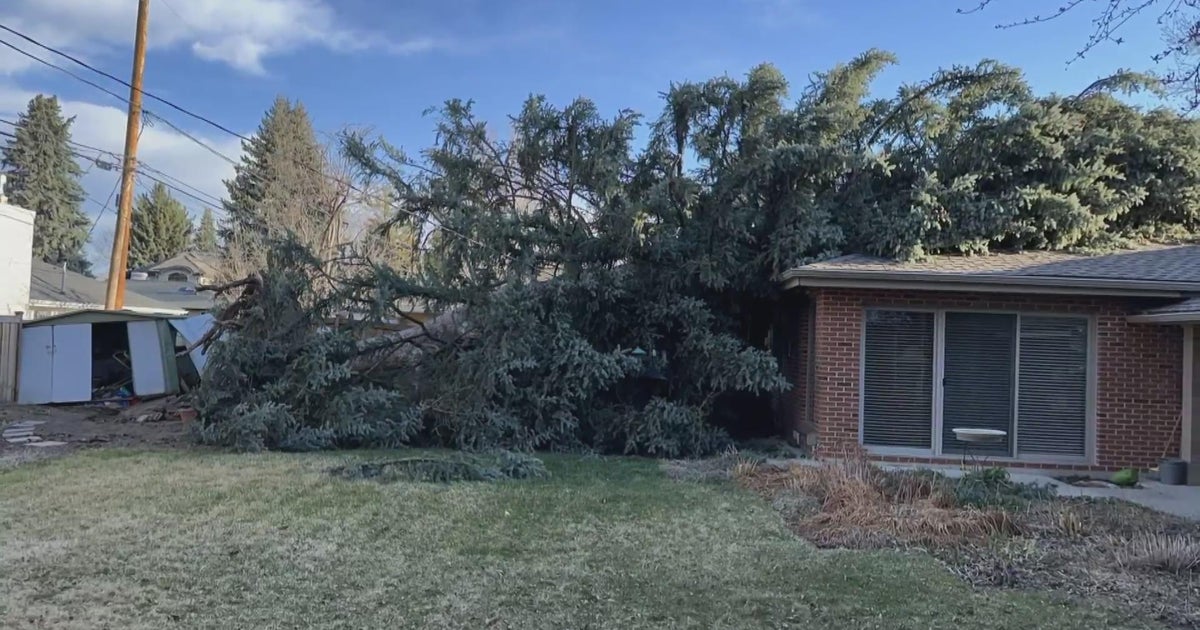 Toppled tree pierces through ceiling of Denver house during windstorm ...