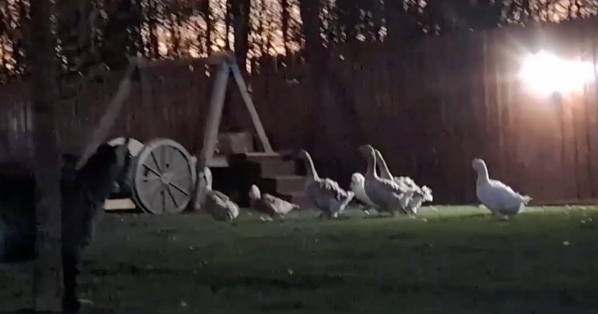 Farm animals were scared and confused during total solar eclipse - CBS News