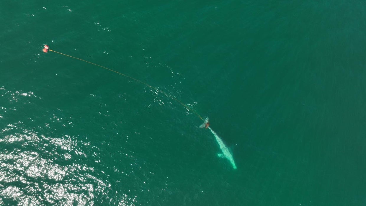 Whale with net stuck to its tail spotted off coast of Pacifica near ...