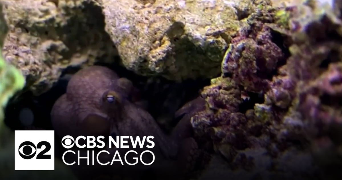 Oklahoma boy goes viral with pet octopus - CBS Chicago