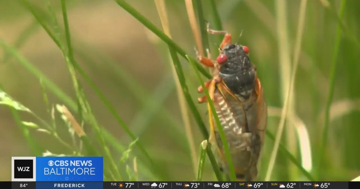 What you need to know about cicadas in 2024 - CBS Baltimore