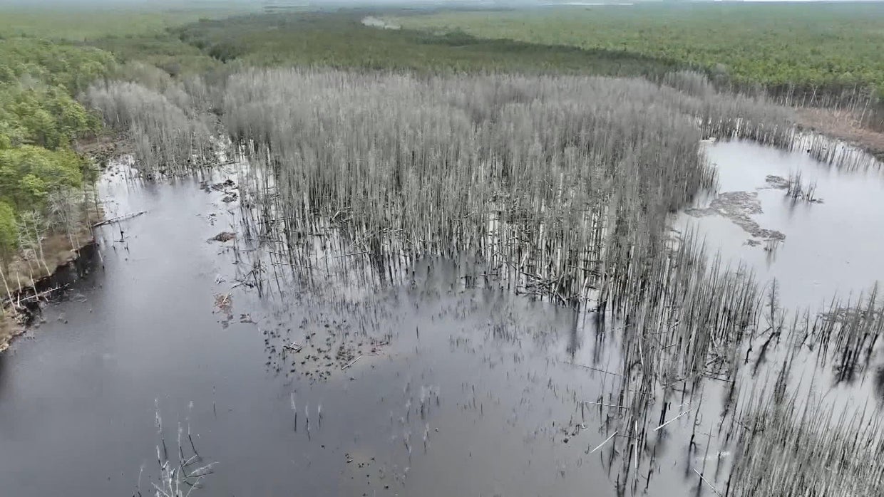 "Ghost forests" serve as haunting reminder of climate change. Here's ...
