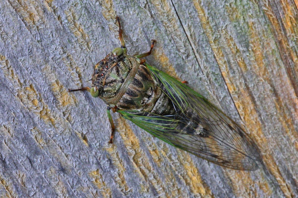 Will the cicadas be in Minnesota this year? Where you can see the 2024 ...