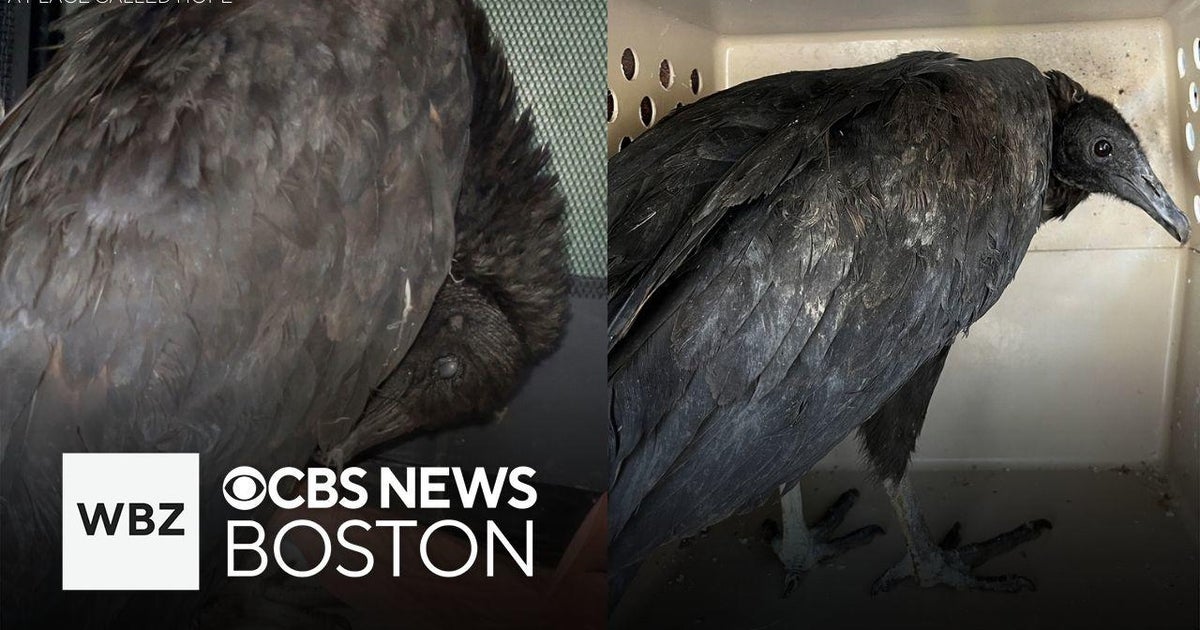 Pair of vultures "too drunk to fly" after dumpster diving in ...