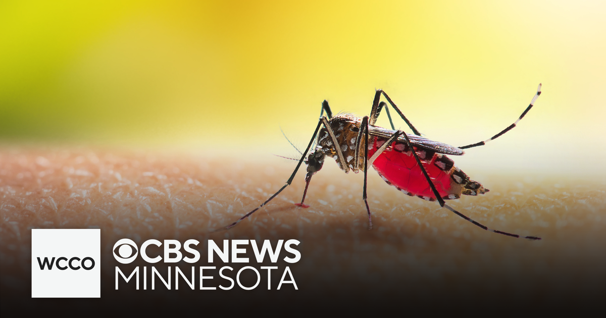 What Minnesotans can expect when it comes to mosquitoes this year - CBS ...