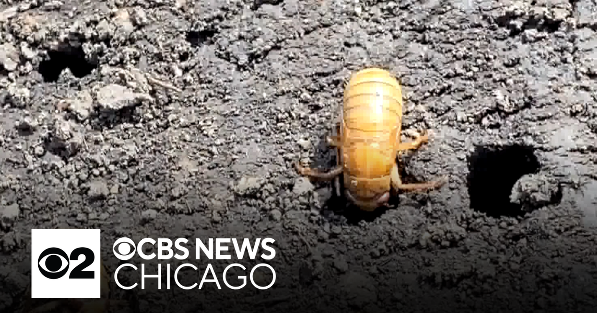 Evidence of cicadas' impending emergence at Chicago Botanic Garden ...