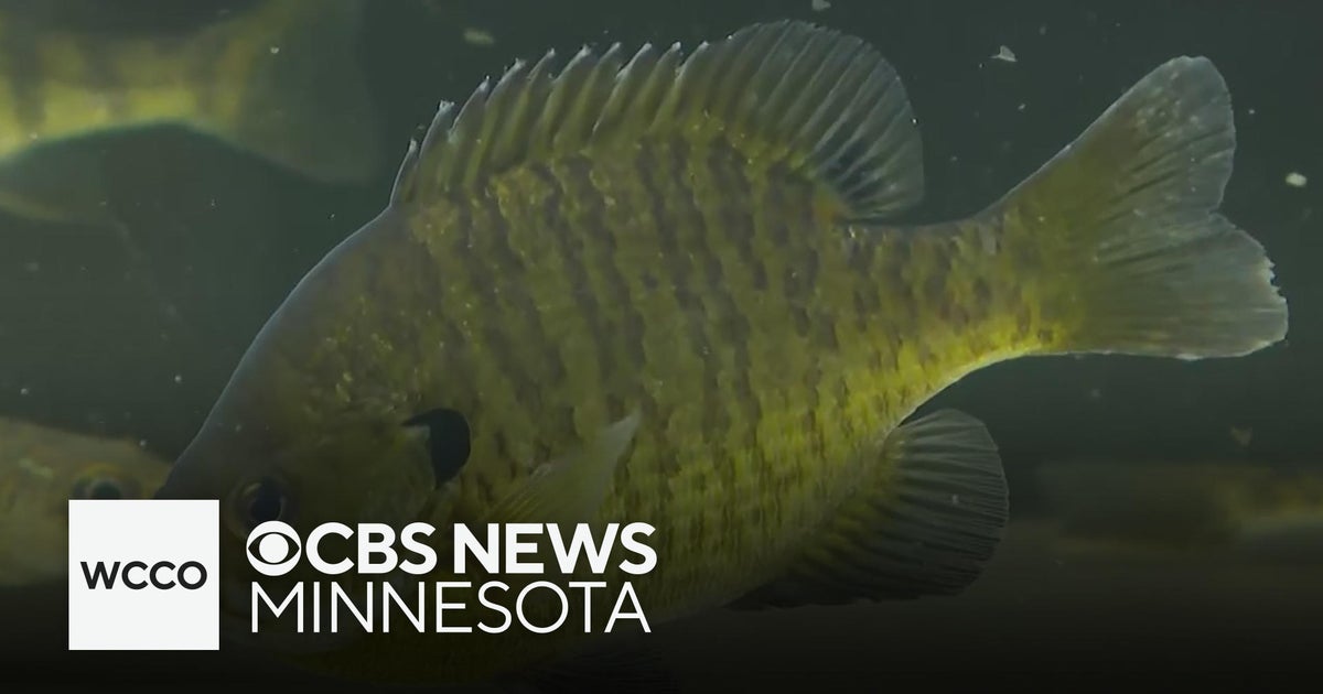 DNR highlights $20 million investment at Waterville fish hatchery - CBS ...