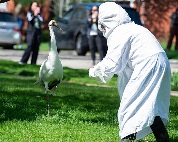 Endangered whooping crane rescued from residential neighborhood in ...