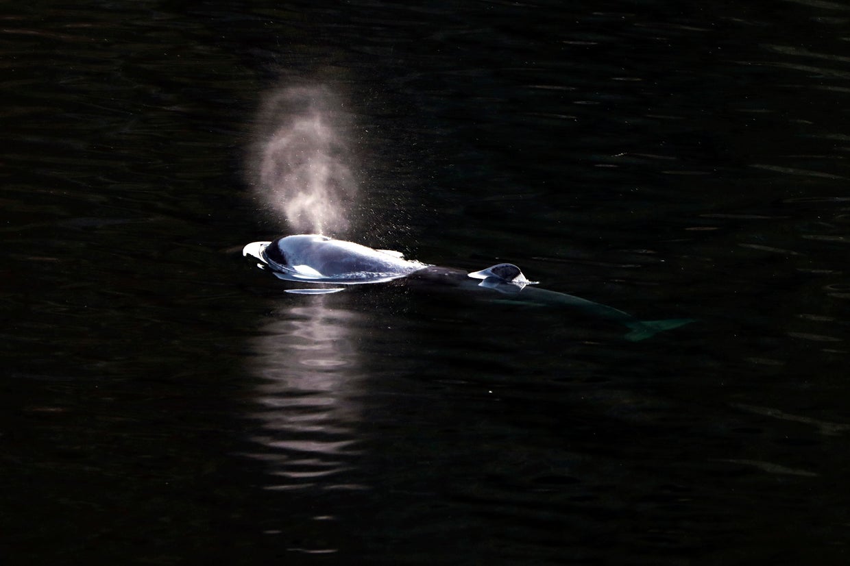 Trapped baby orca nicknamed "Brave Little Hunter" dodges rescue ...