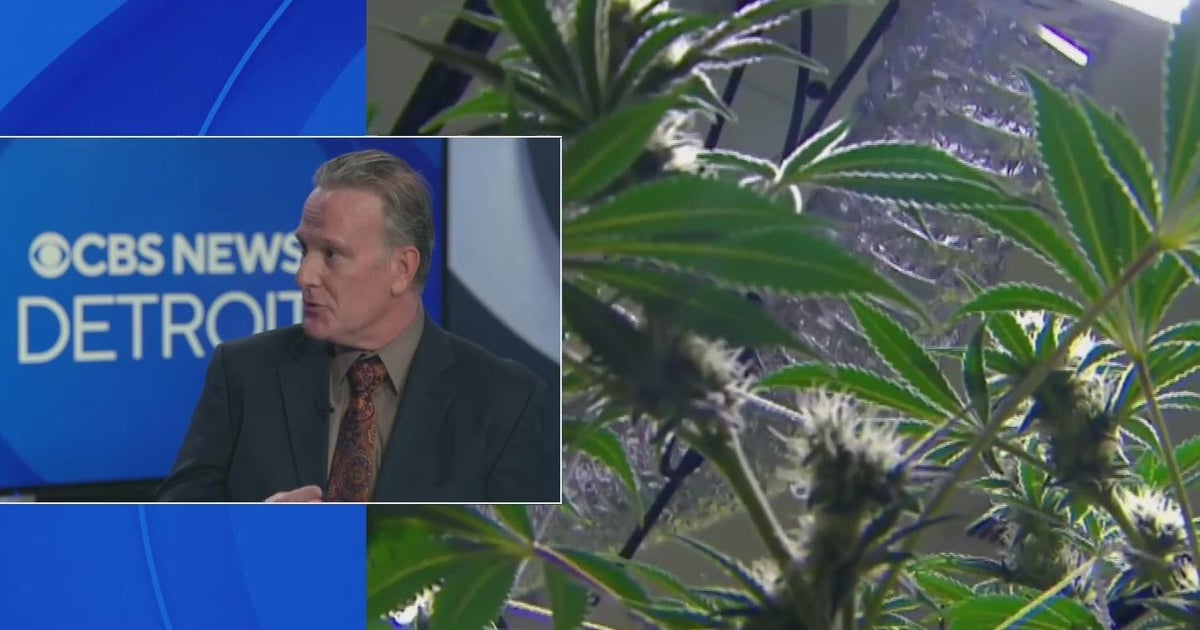 DEA to reclassify marijuana. What does this mean for Michigan? - CBS ...