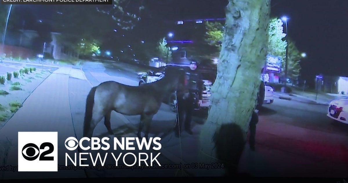 Escaped pony trots through streets of Larchmont. Watch the video. - CBS ...