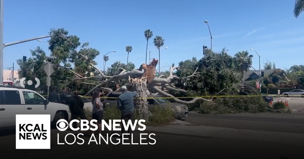 Winds topple massive tree in Mar Vista - CBS Los Angeles
