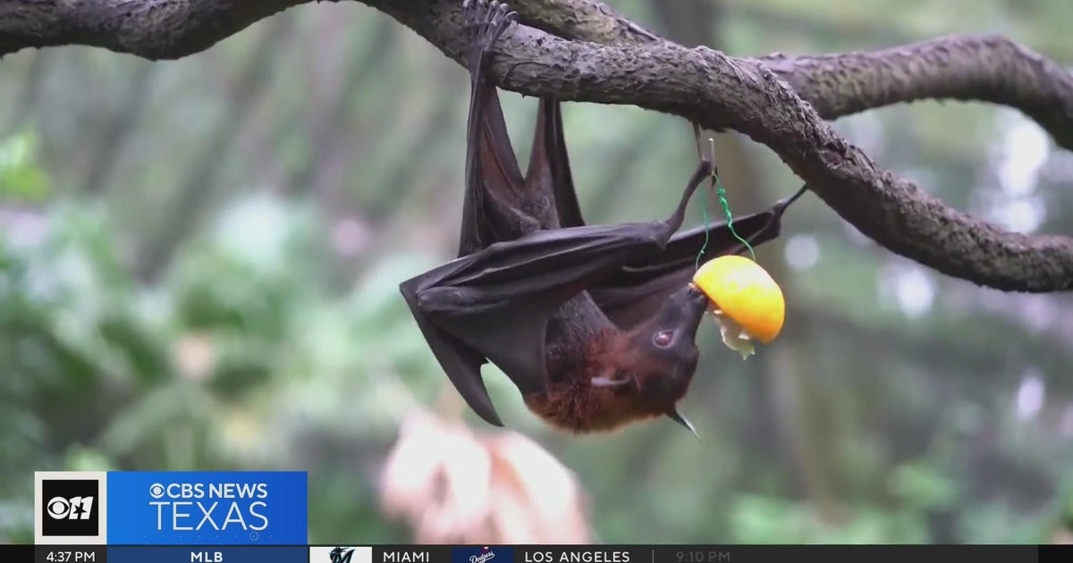Climate change poses challenges to bat population - CBS Texas