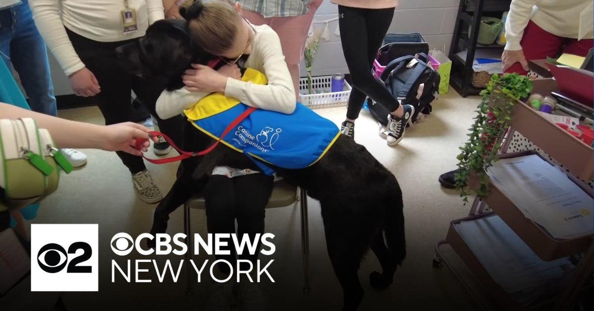 Service dog in training at Long Island middle school ready for his next ...