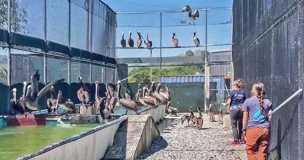 Starving brown pelicans overwhelm Bay Area bird rescue facility - CBS ...