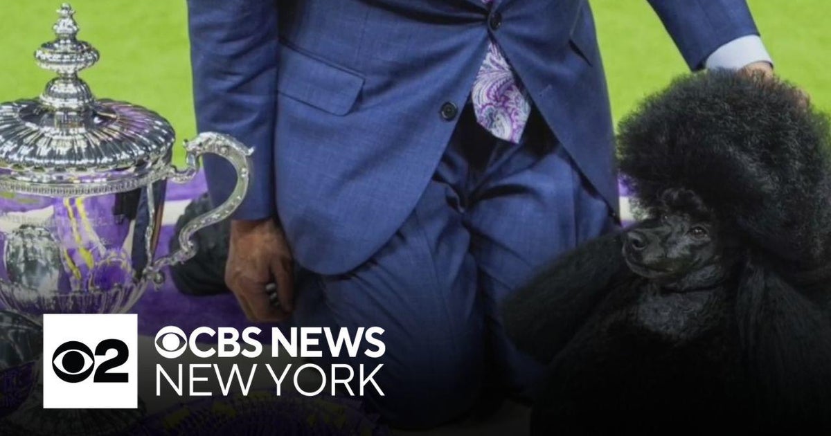 Westminster Best in Show winner Sage gets lunch fit for a champion ...