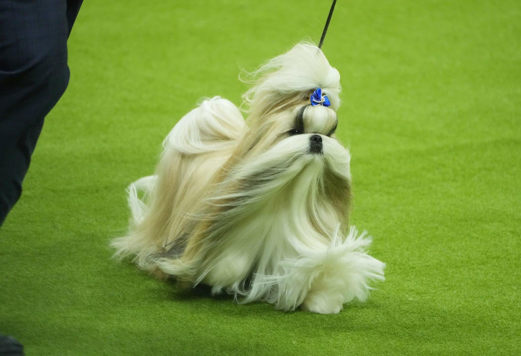 Sage, a miniature poodle, wins the Westminster Dog Show - CBS News