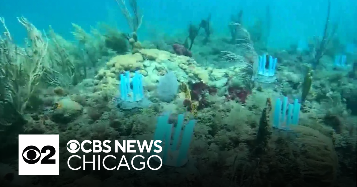 Scientist using biodegradable straws to restore coral reefs - CBS Chicago